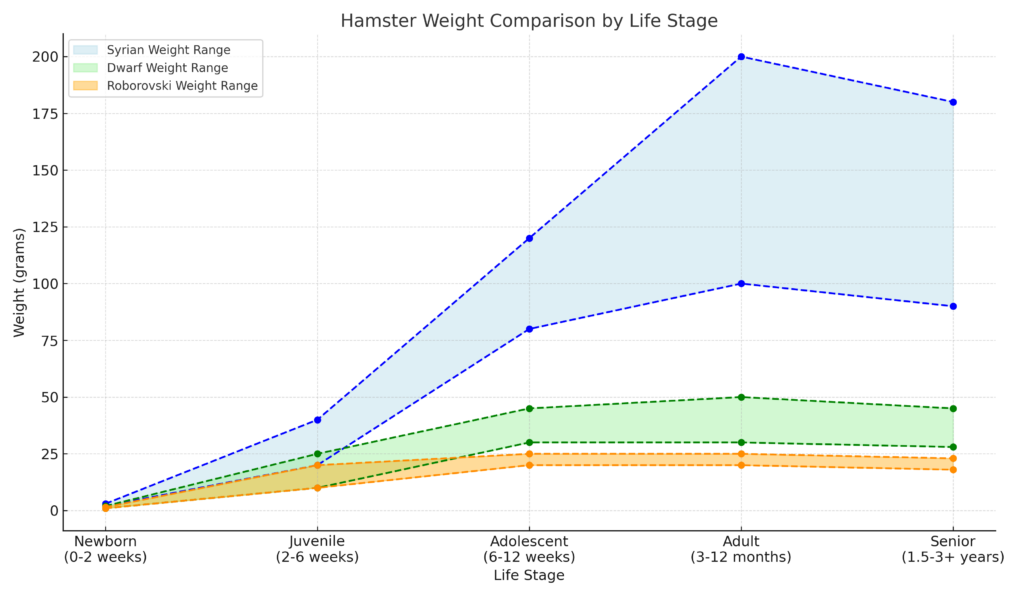 How Much Should a Hamster Weigh? Healthy Ranges Explained