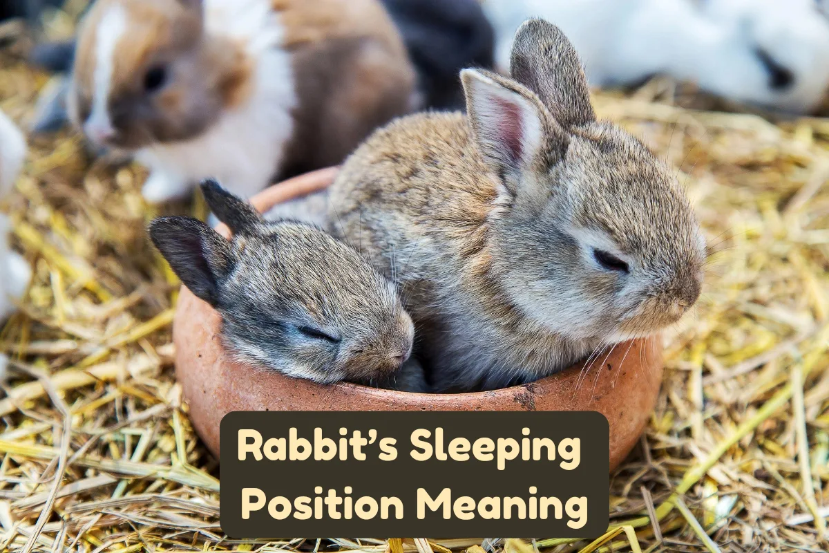 Flop, Loaf, or Sprawl? What Your Rabbit’s Sleeping Position Really Means